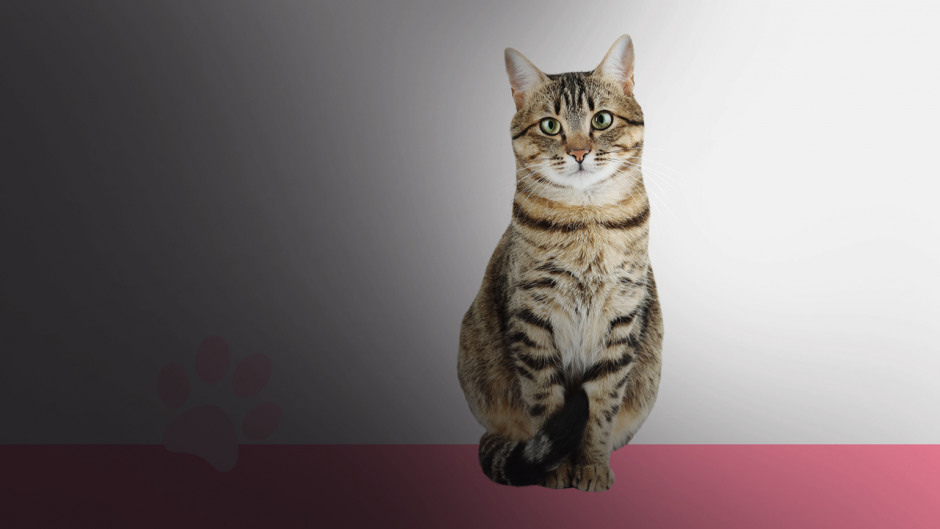 I Love Finding Cats! | NationHive