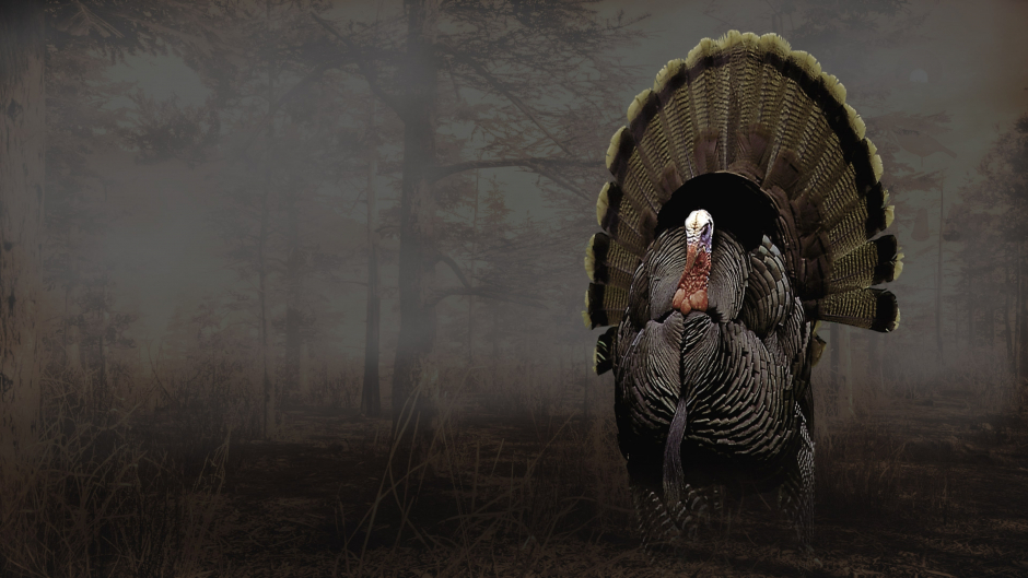 Pro Turkey Hunting | NationHive
